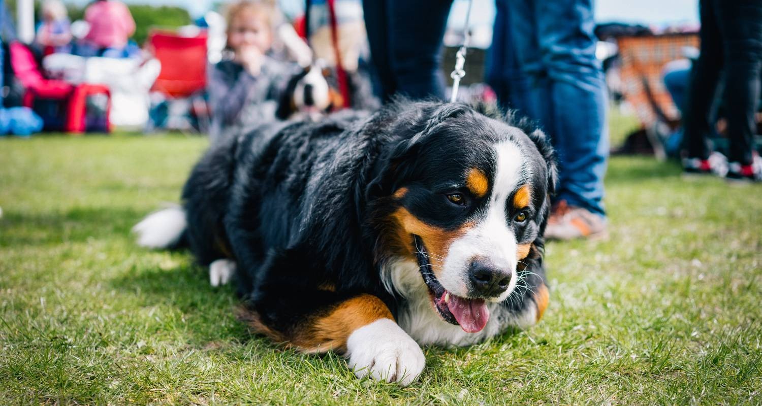 Animal Event Insurance & Dog Show Insurance | Insure Our Event